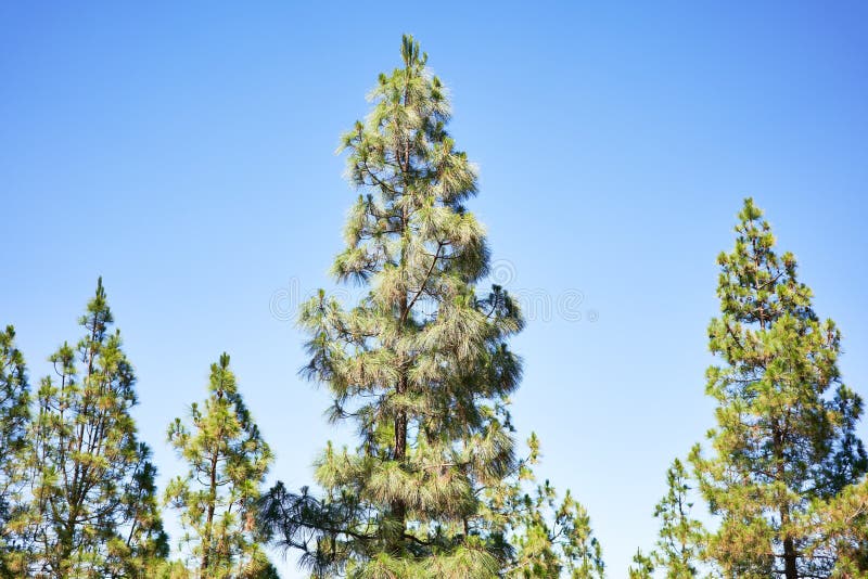 Beautiful trees landscape stock image. Image of natural - 212931175