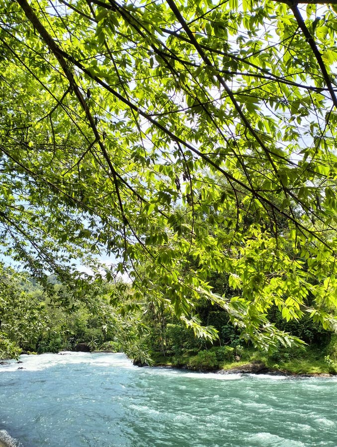 Beautiful Trees and Leaves. Very Calm Water Stock Photo - Image of calm ...