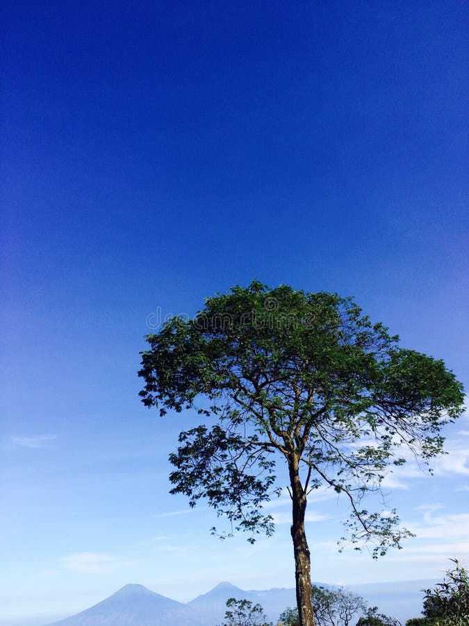 Beautiful Trees on Merbabu Mountain Stock Photo - Image of merbabu ...