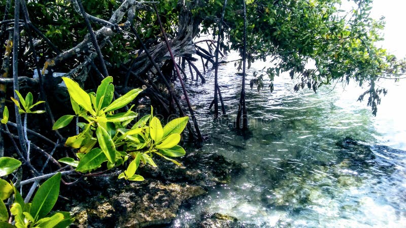 Crystal Ocean Hideaway in Belize Stock Photo - Image of flower ...