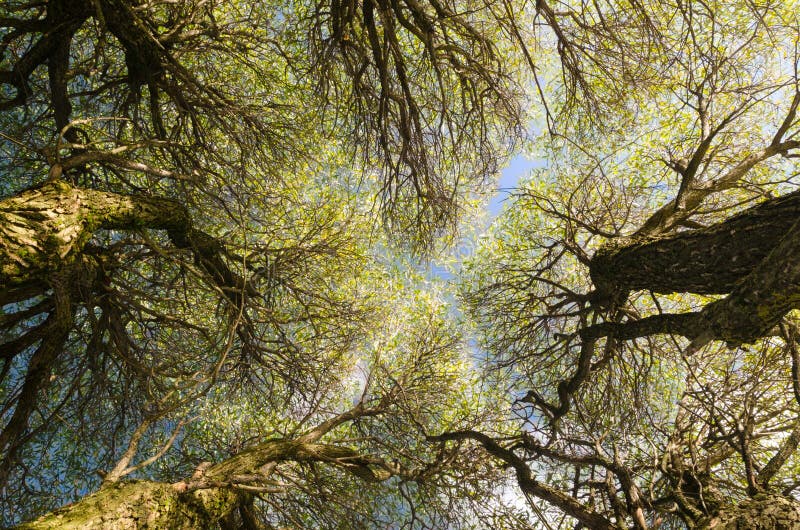 Beautiful trees stock photo. Image of outdoor, park, environment - 61766084