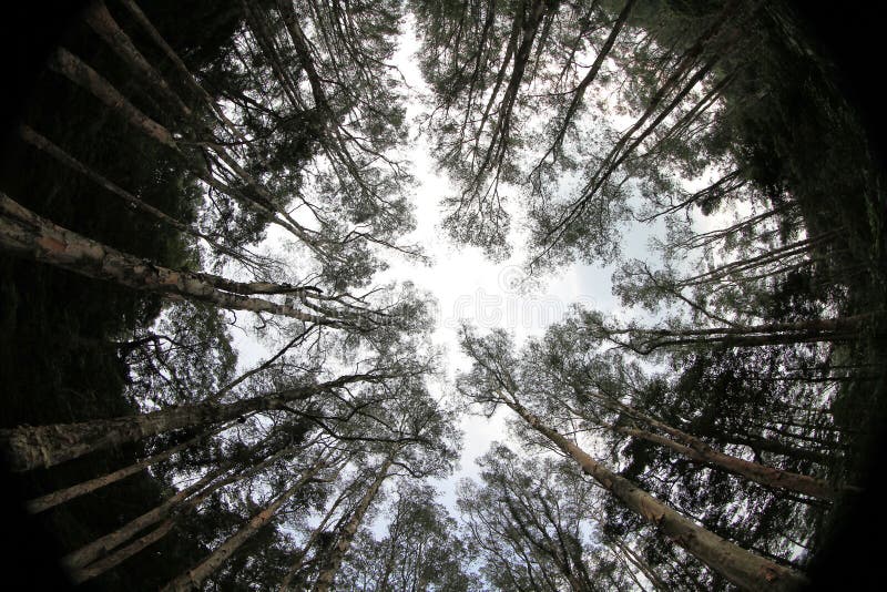 A Beautiful Trees Pattern at Shing Mun, Hong Kong Stock Photo - Image ...