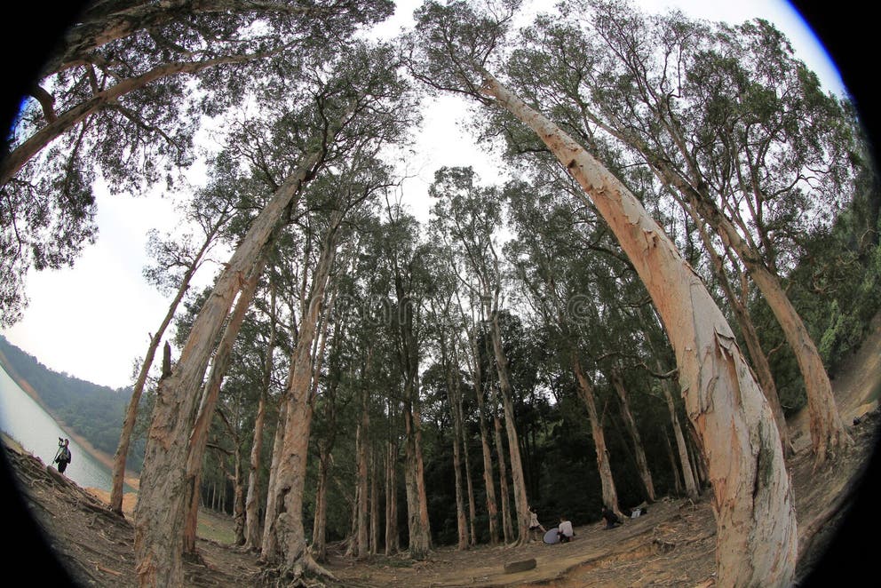A Beautiful Trees Pattern at Shing Mun, Hong Kong Stock Image - Image ...