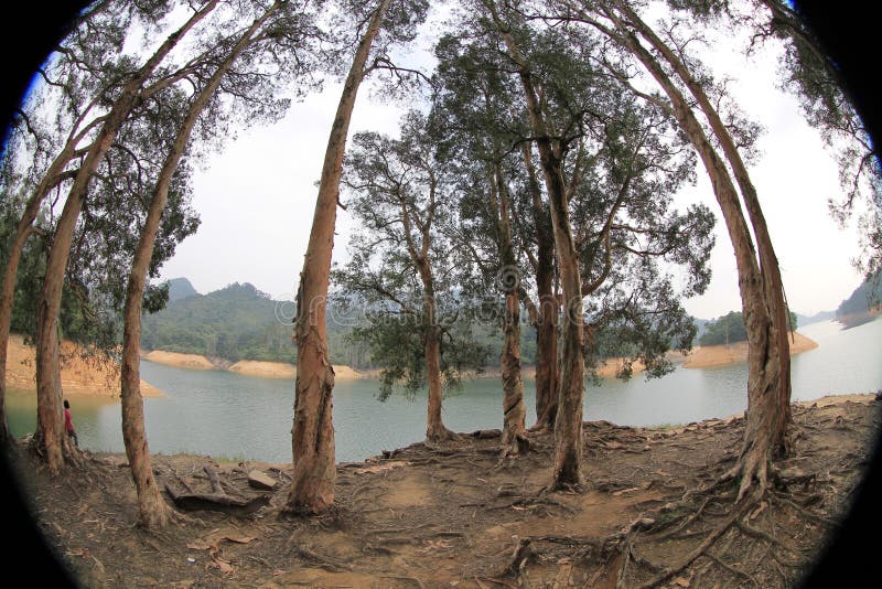 Beautiful Trees Pattern Shing Mun Hong Kong Stock Photos - Free ...