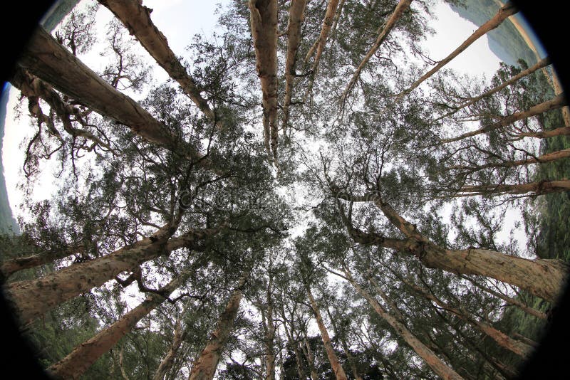 A Beautiful Trees Pattern at Shing Mun, Hong Kong Stock Image - Image ...