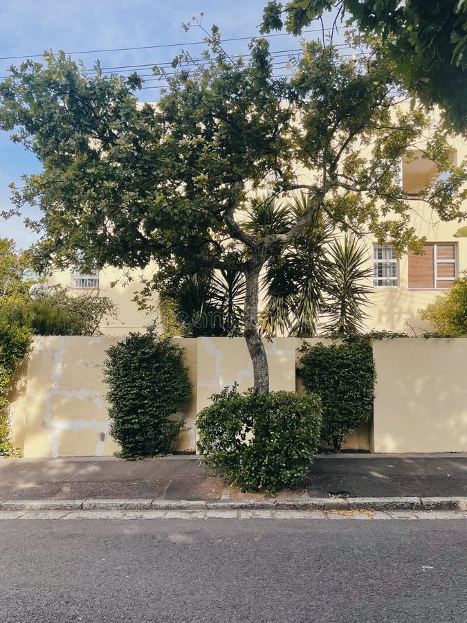 Beautiful Trees and Plants Outside of a Building Stock Image - Image of ...
