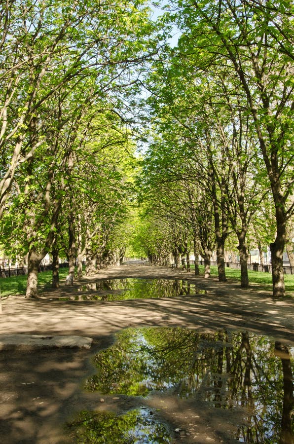 Beautiful Trees Reflected in a Puddle Stock Photo - Image of landscape ...
