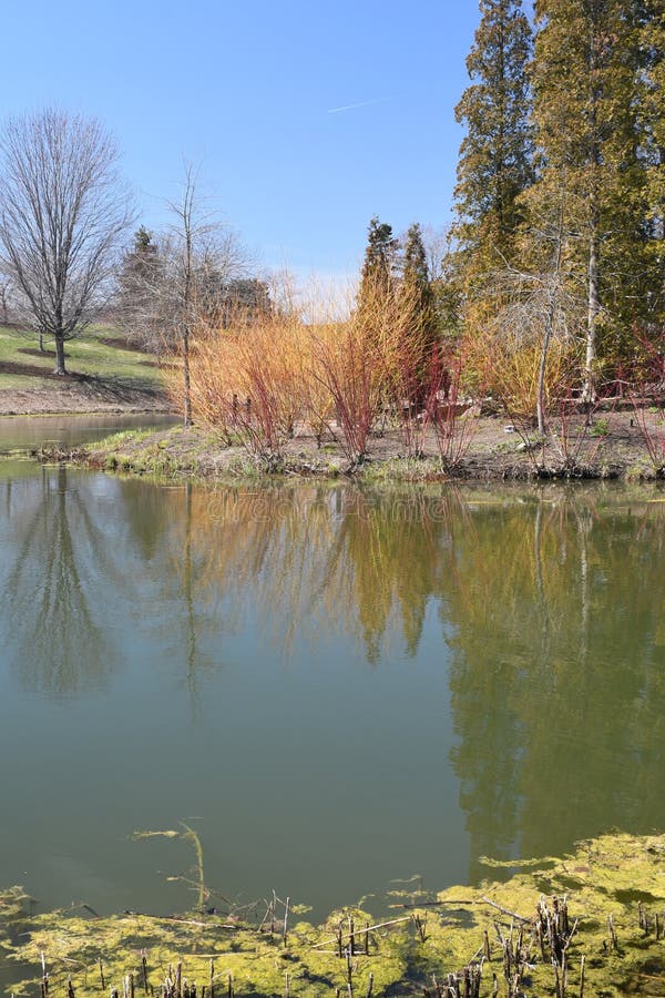Beautiful Trees Reflection on a Pond Stock Photo - Image of looking ...