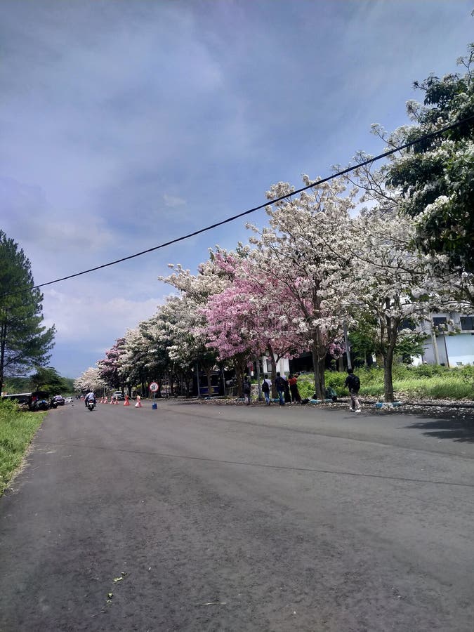 Beautiful Trees beside the Road in Malang East Java Indonesia Stock ...