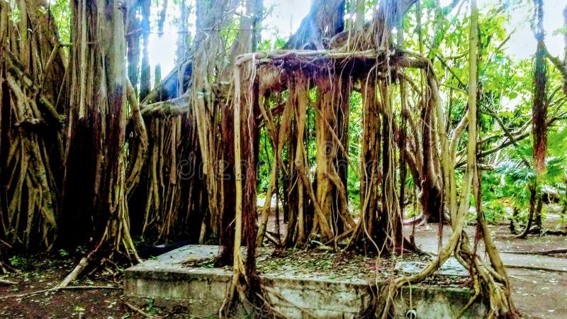 Awesome Tree Scenery in Belize Jungle Stock Photo - Image of belize ...