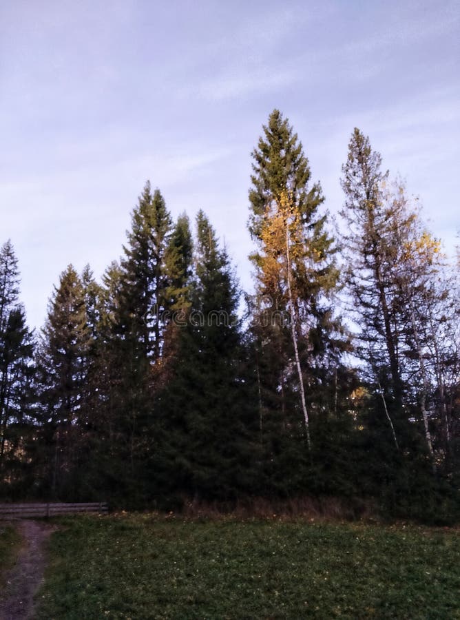 Beautiful trees in Russia stock image. Image of plant - 200054421