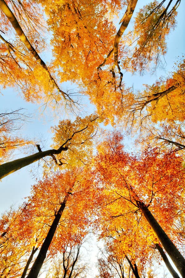 Beautiful Trees Set Against the Blue Sky Stock Photo - Image of forest ...