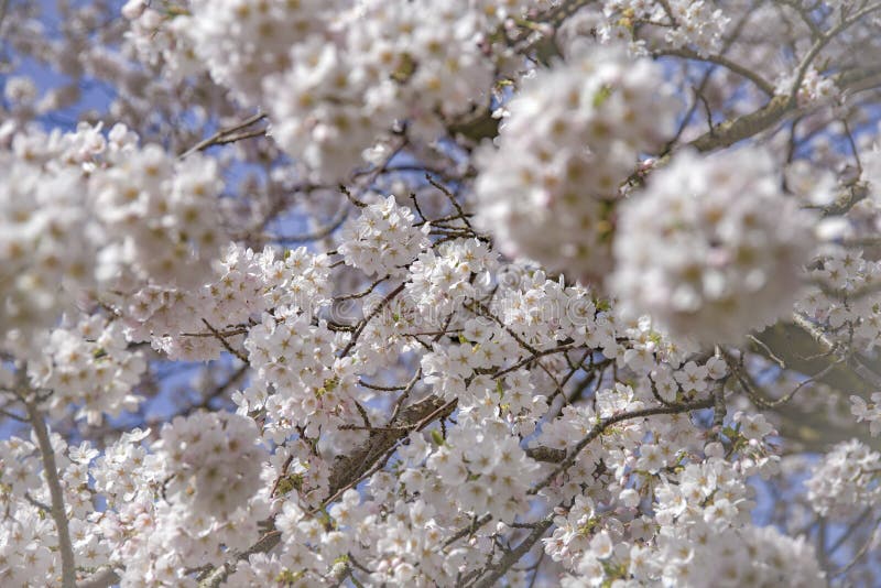 The beautiful trees stock photo. Image of spring, danish - 115558800