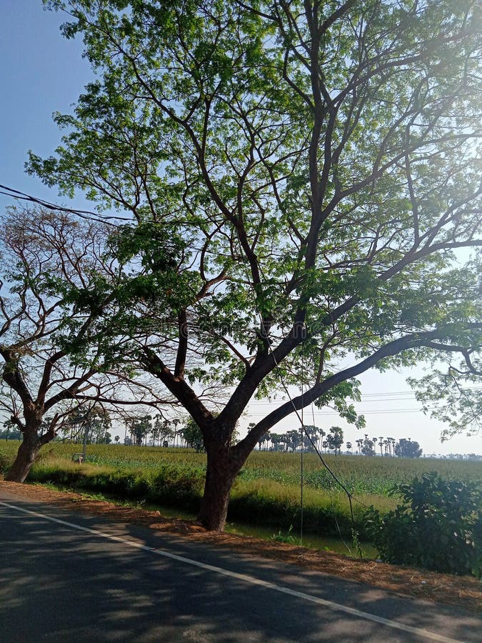 Beautiful Trees at Side of the Road Stock Image - Image of roses, moon ...