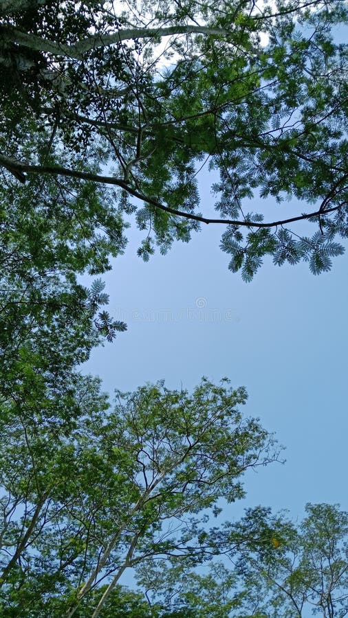 Beautiful Trees and Sky Nature Stock Photo - Image of trees, beautiful ...