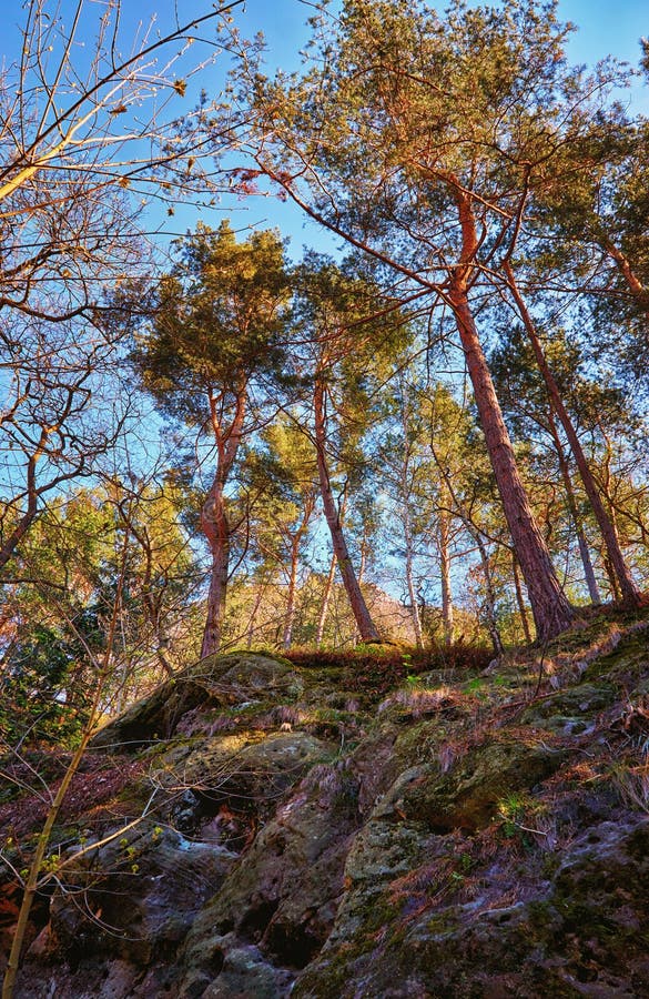 Beautiful Trees on the Slope in the Forest Stock Photo - Image of ...
