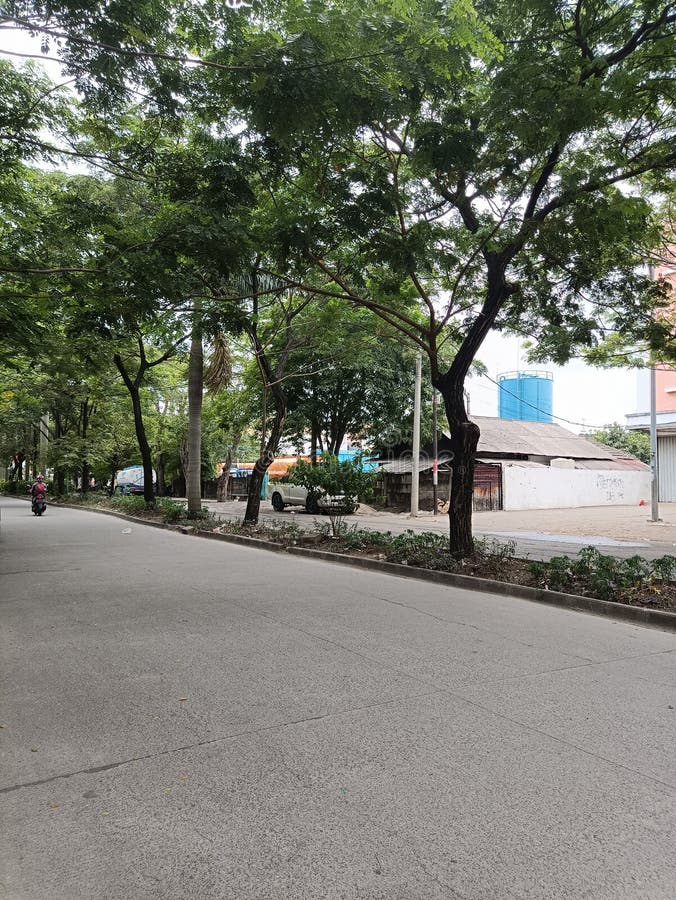 Beautiful Trees and Sparkling Sunshine Stock Image - Image of trees ...