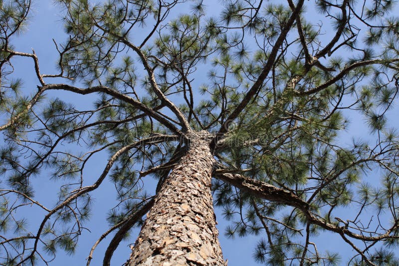 Beautiful Trees Standing Still in the Forest of Florida. Stock Photo ...