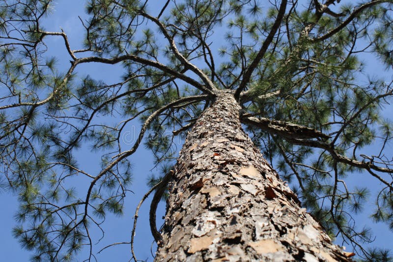 Beautiful Trees Standing Still in the Forest of Florida. Stock Photo ...