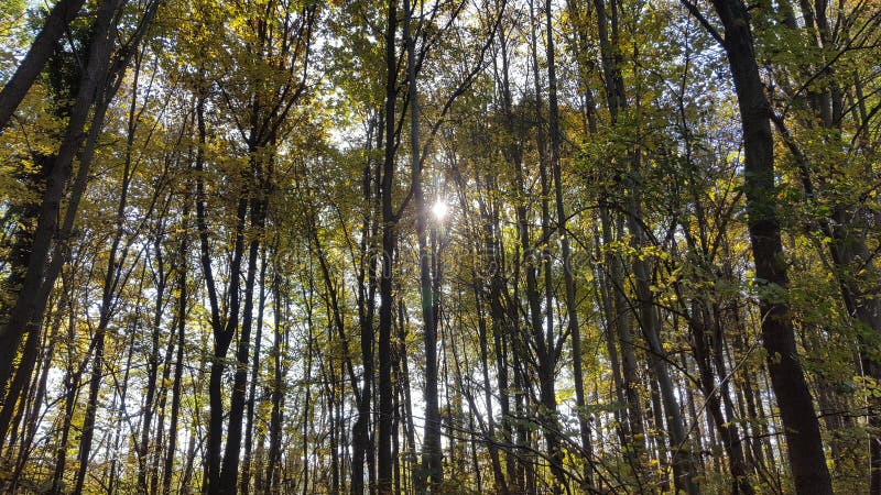 Beautiful trees stock image. Image of nature, forest - 83961249