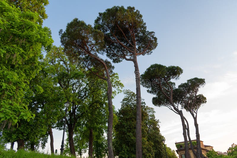 Beautiful Trees at Sunset in Lucca, Italy. Stock Photo - Image of ...