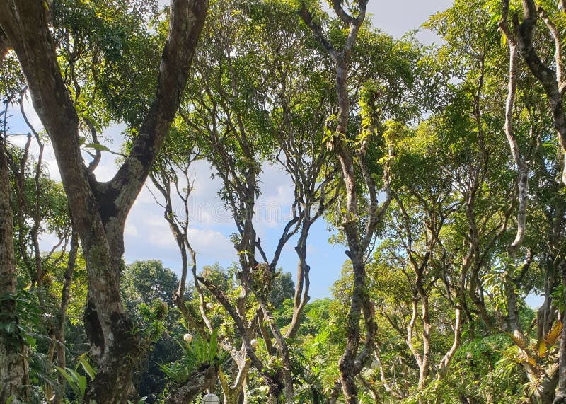 144 Tagaytay Trees Stock Photos - Free & Royalty-Free Stock Photos from ...