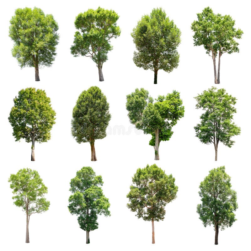 Set of Isolated Trees on White Background. Stock Image - Image of lone ...
