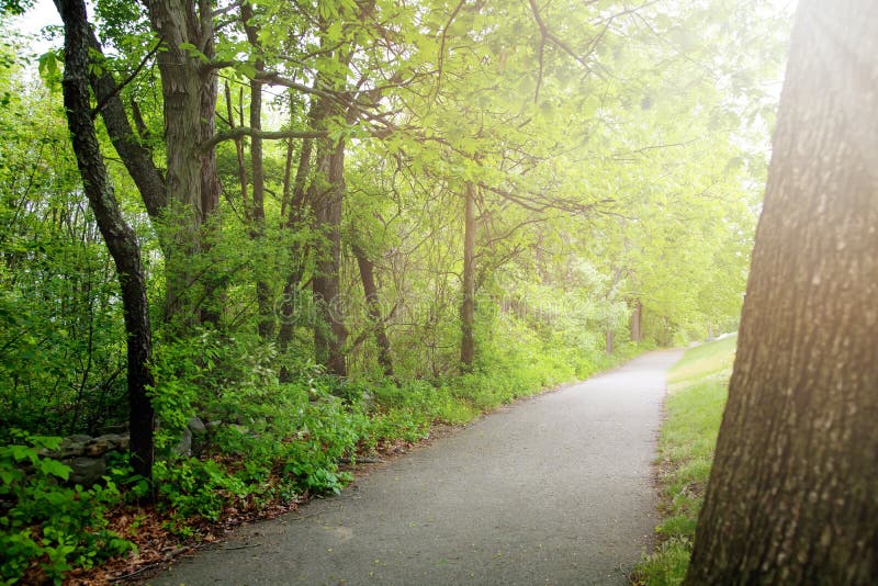 Beautiful Trees and Trunk with Sunlight in Forest at Boston Stock Image ...
