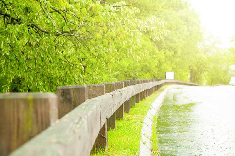 Beautiful Trees and Trunk with Sunlight in Foret at Boston Stock Image ...