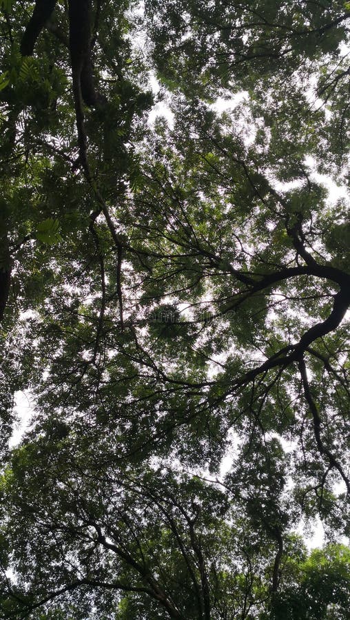 View of the Trees from Below in Garden Stock Illustration ...