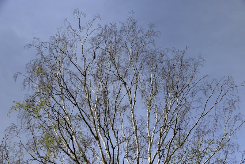 Beautiful Trees in Warm Spring Weather with the First Foliage Stock ...