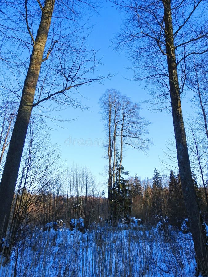 Beautiful Winter Trees in Forest , Lithuania Stock Photo - Image of ...