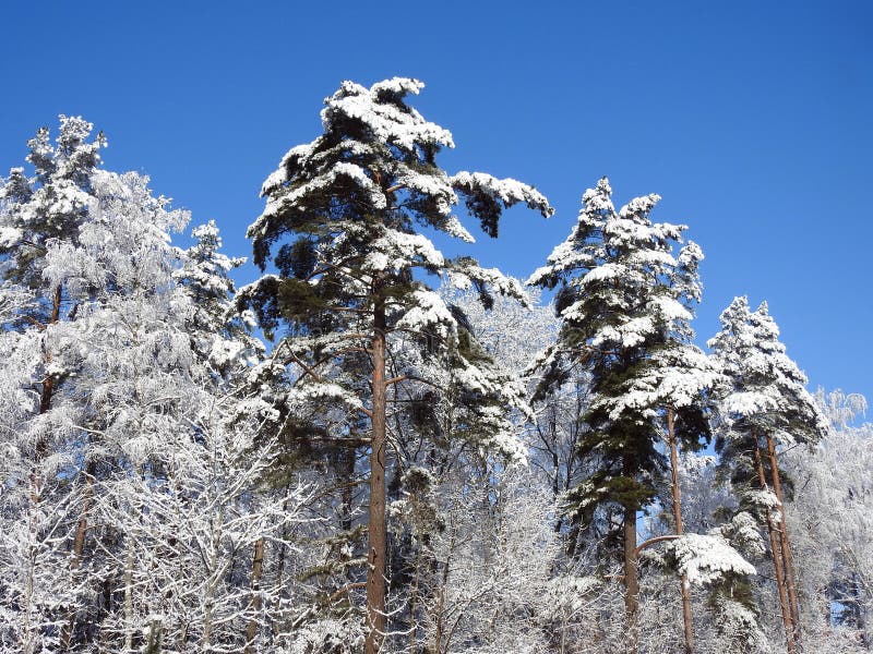 Beautiful Winter Trees in Forest , Lithuania Stock Photo - Image of ...