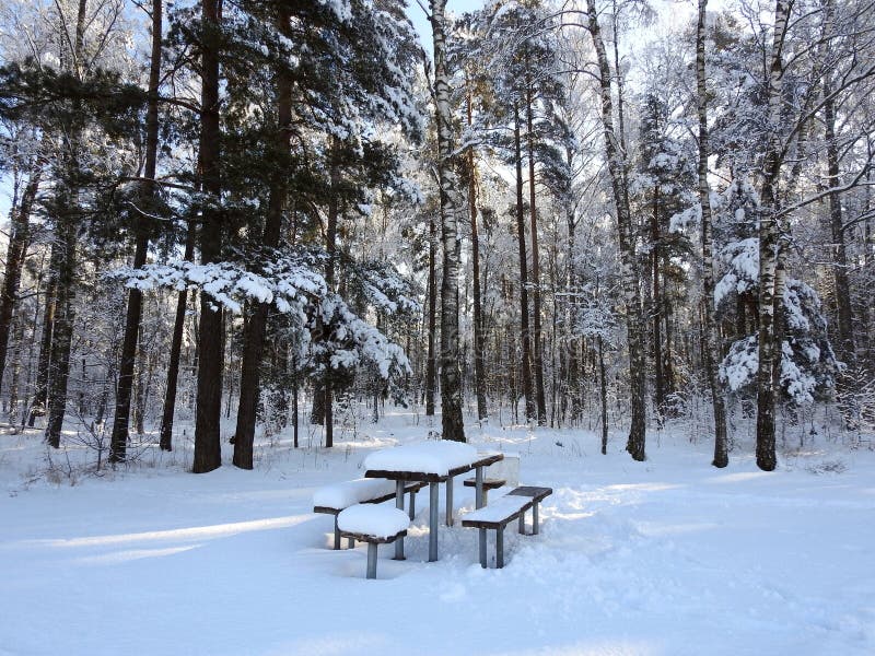Beautiful Winter Trees and Resting Place in Forest , Lithuania Stock ...