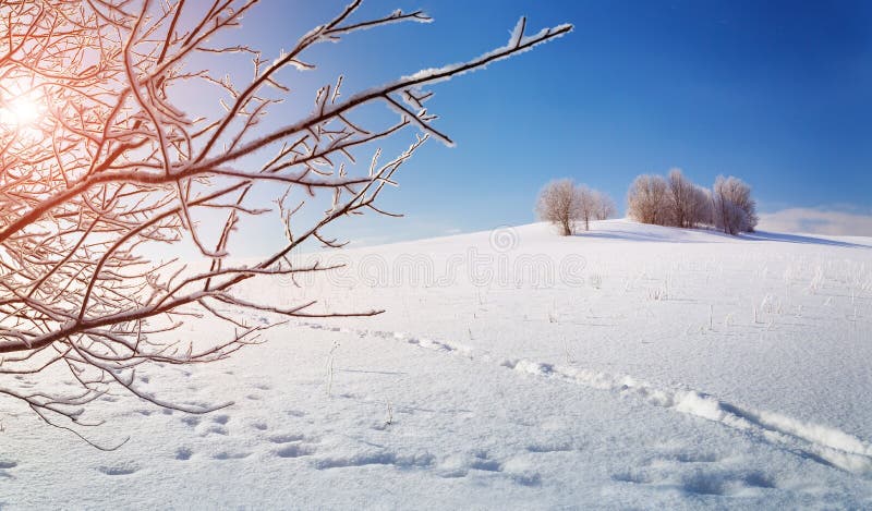 Beautiful Trees in Winter Landscape in Early Morning Stock Photo ...