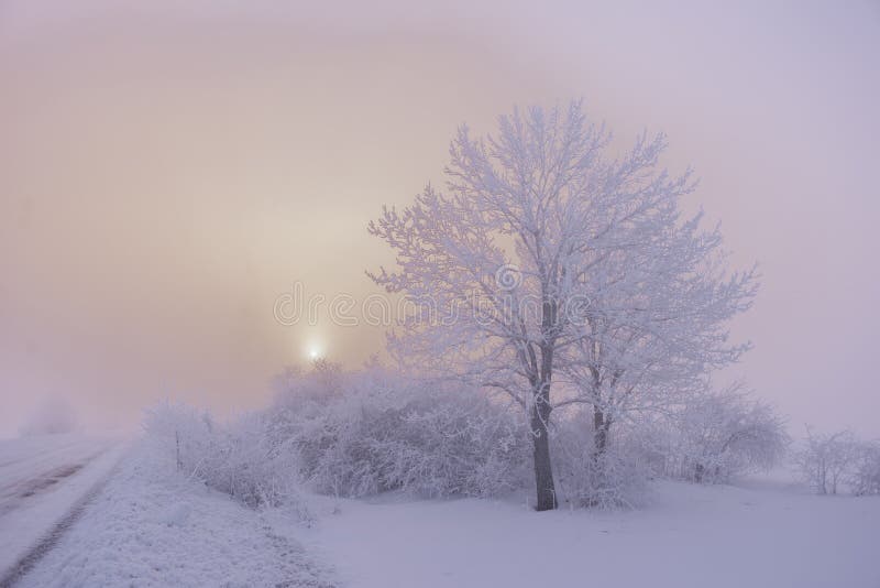 Beautiful Trees in Winter Landscape in Early Morning in Snowfall Stock ...