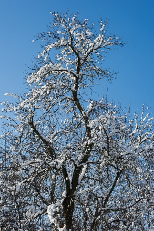 Beautiful Trees in Winter Landscape in Early Morning in Snowfall Stock ...