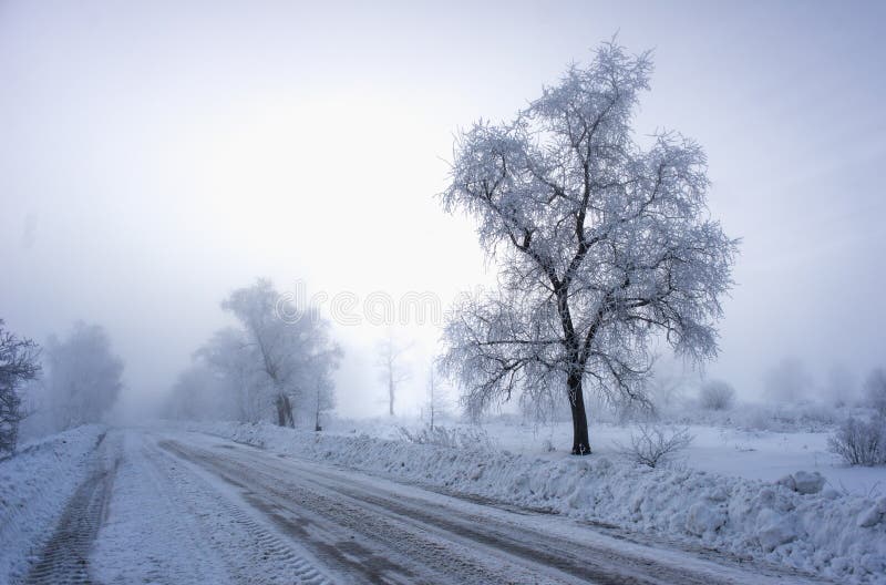 Beautiful Trees in Winter Landscape in Early Morning in Snowfall Stock ...