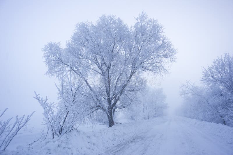 Beautiful Trees in Winter Landscape in Early Morning in Snowfall Stock ...