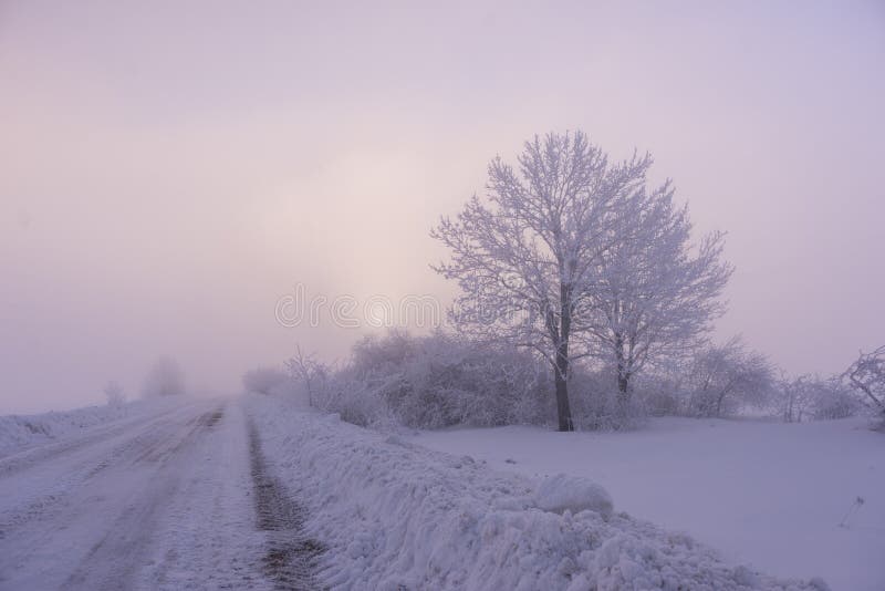 Beautiful Trees in Winter Landscape in Early Morning in Snowfall Stock ...