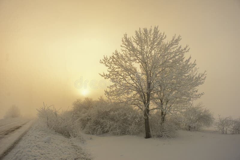 Beautiful Trees in Winter Landscape in Early Morning in Snowfall Stock ...