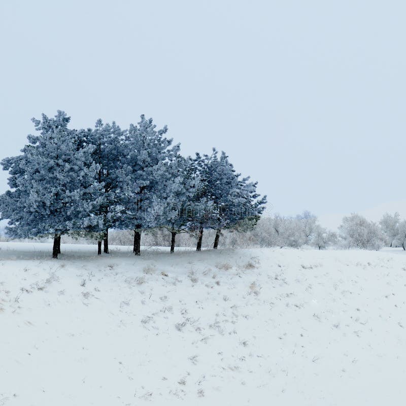 Beautiful Trees in Winter Landscape Stock Photo - Image of cloud ...