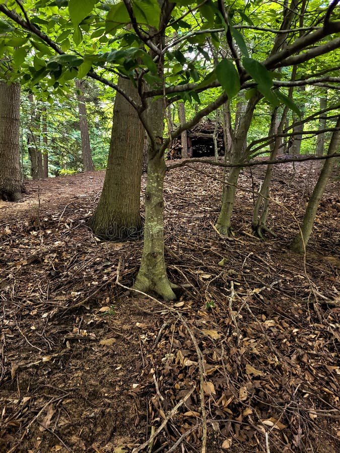 Beautiful Trees in the Woods Editorial Photography - Image of botanical ...