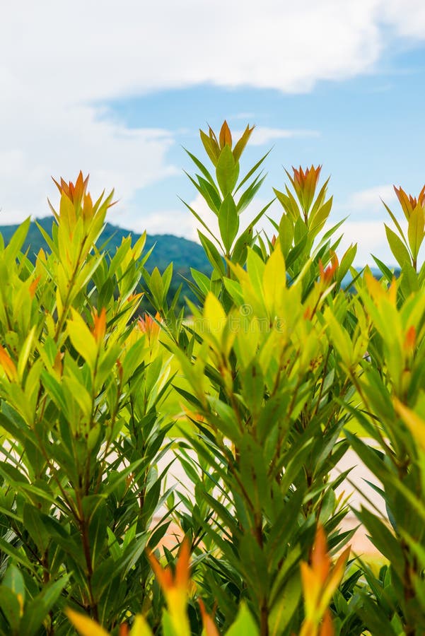 Background of Beautiful Treetop Stock Photo - Image of fresh, gardening ...