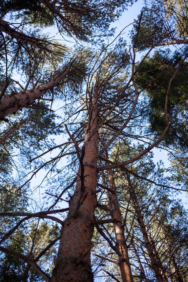 A Beautiful Treetop between Which is a Blue Sky. Stock Image - Image of ...