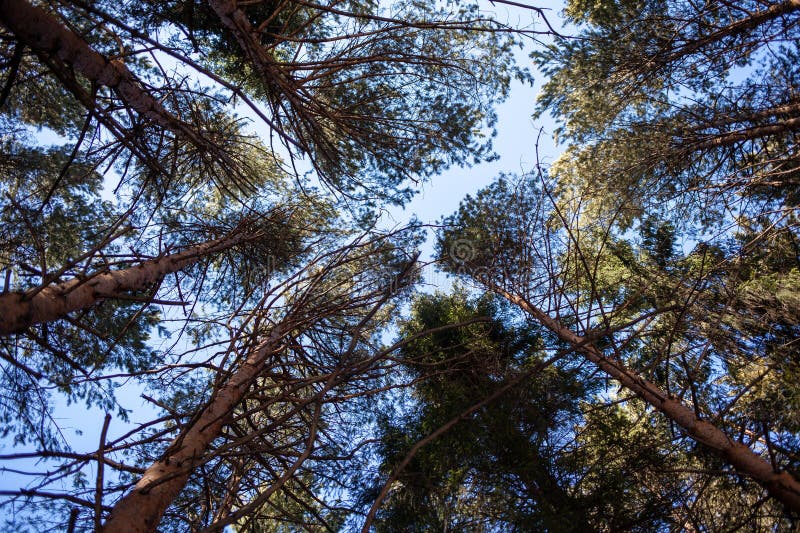 A Beautiful Treetop between Which is a Blue Sky. Stock Image - Image of ...