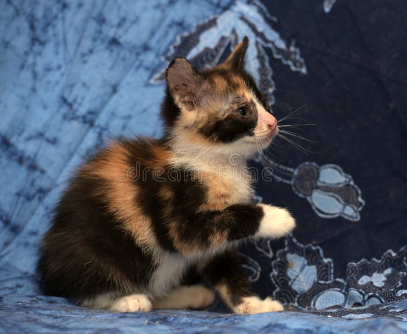 Beautiful Tricolor Fluffy Kitten Stock Image - Image of friendly ...