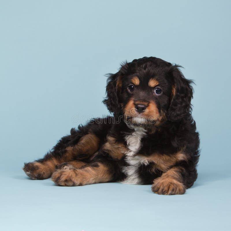 Cavapoo puppy stock photo. Image of laid, breed, cream - 28808986