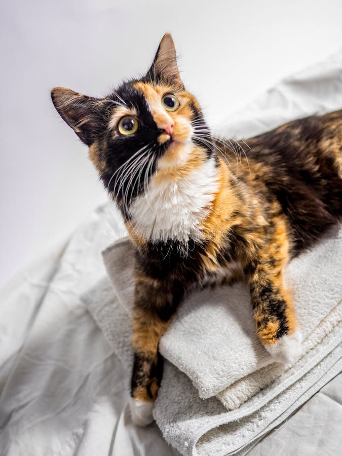 Beautiful tricoloured cat stock image. Image of little - 69524165