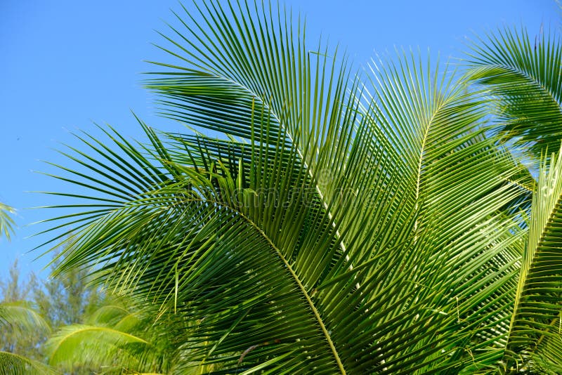 Coconut Is A Branch On Coconut Trees, Short Coconut Species Stock Photo ...